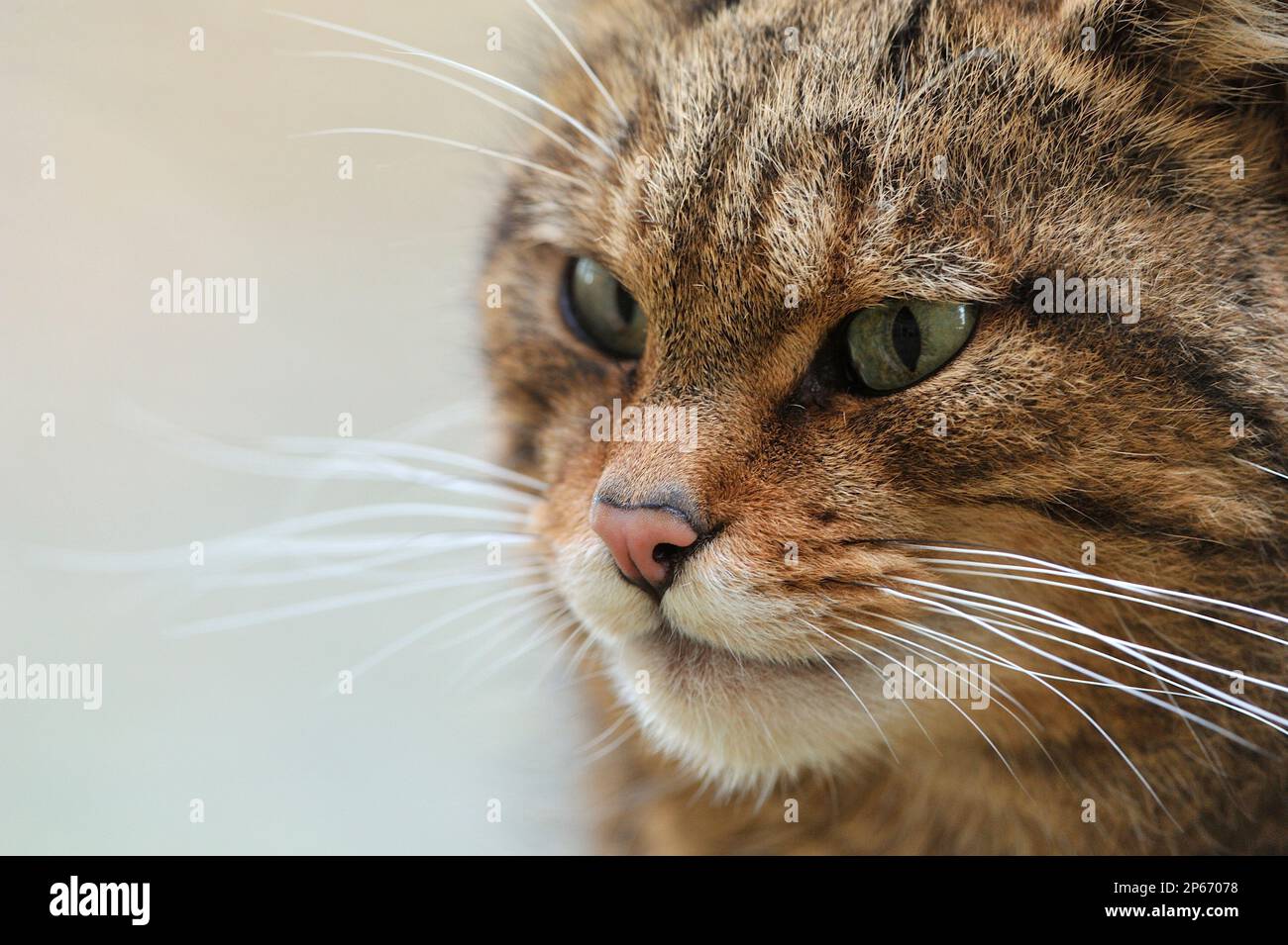 Scottish Wildcat (Felis silvestris grampia) close-up of male held in ...