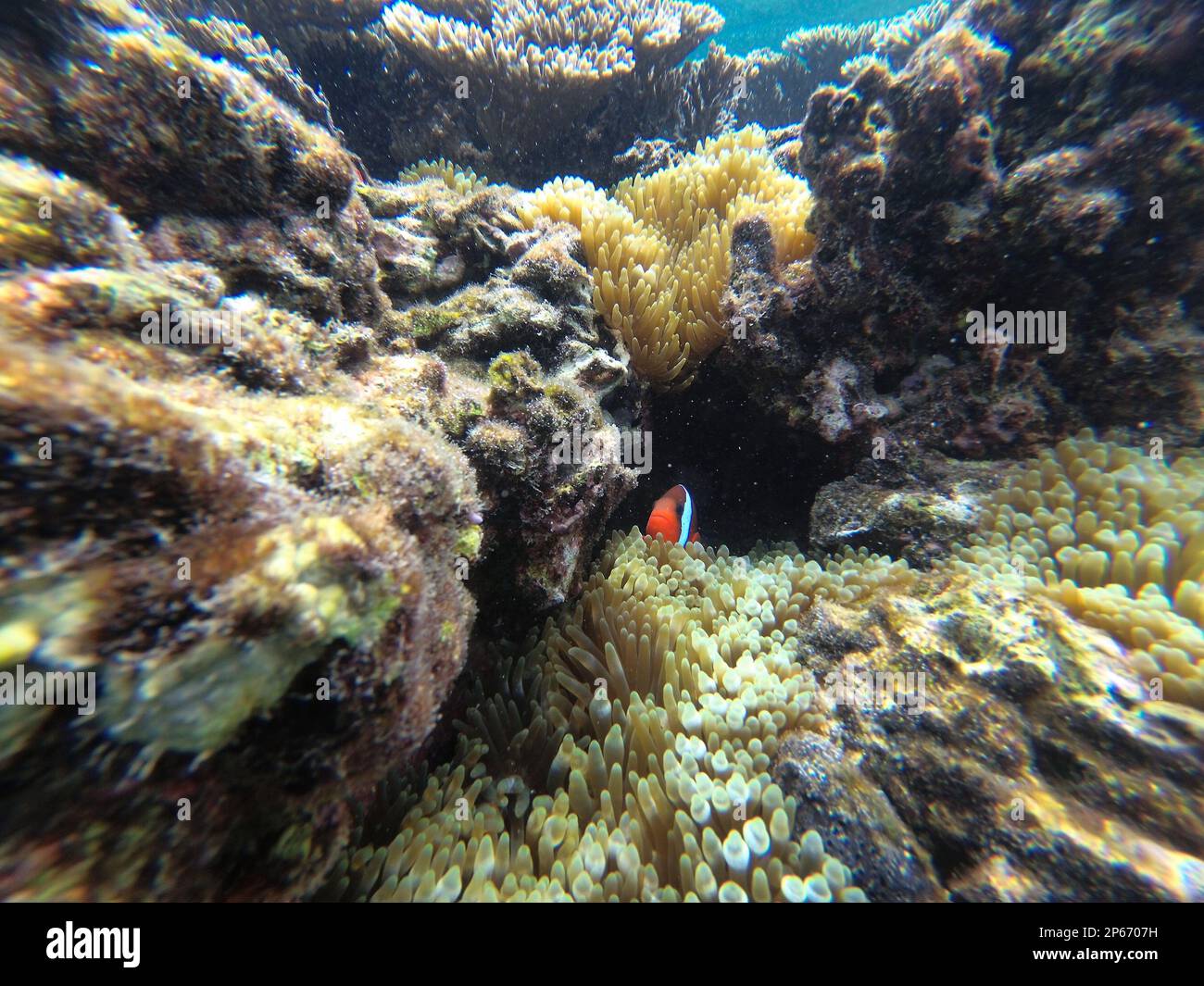 Idyllic shot of a coral reef, in focus a soft coral with clownfish ...