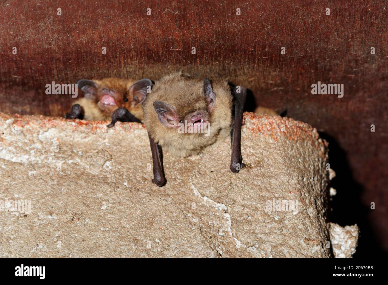 Pipistrellus hi-res stock photography and images - Alamy