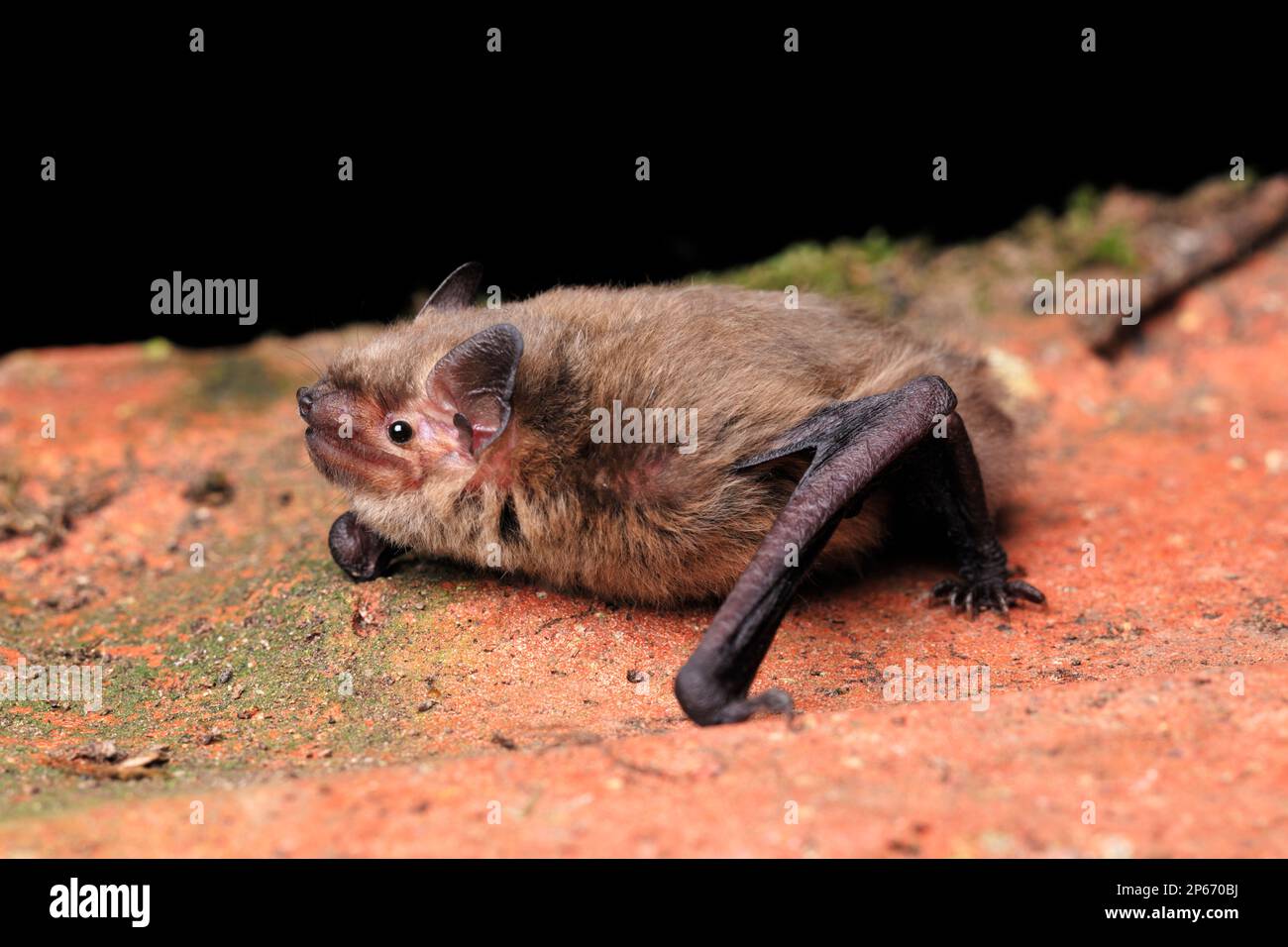 Soprano Pipistrelle Bat (Pipistrellus pygmaeus) clinging to wall of ...