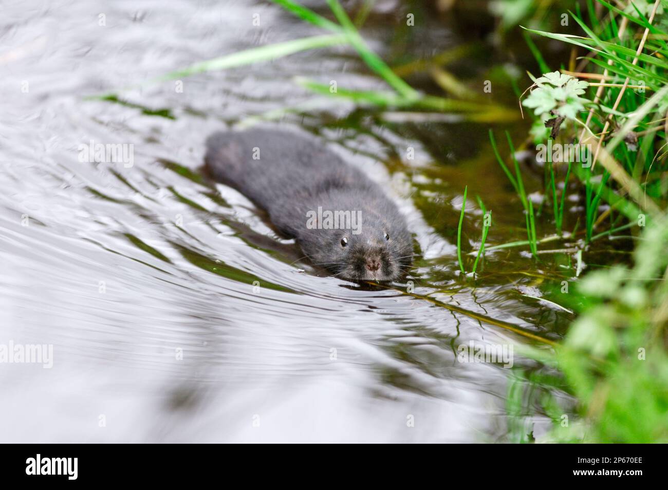 Dark-haired Water Vole (Arvicola terrestris) in upland stream ...