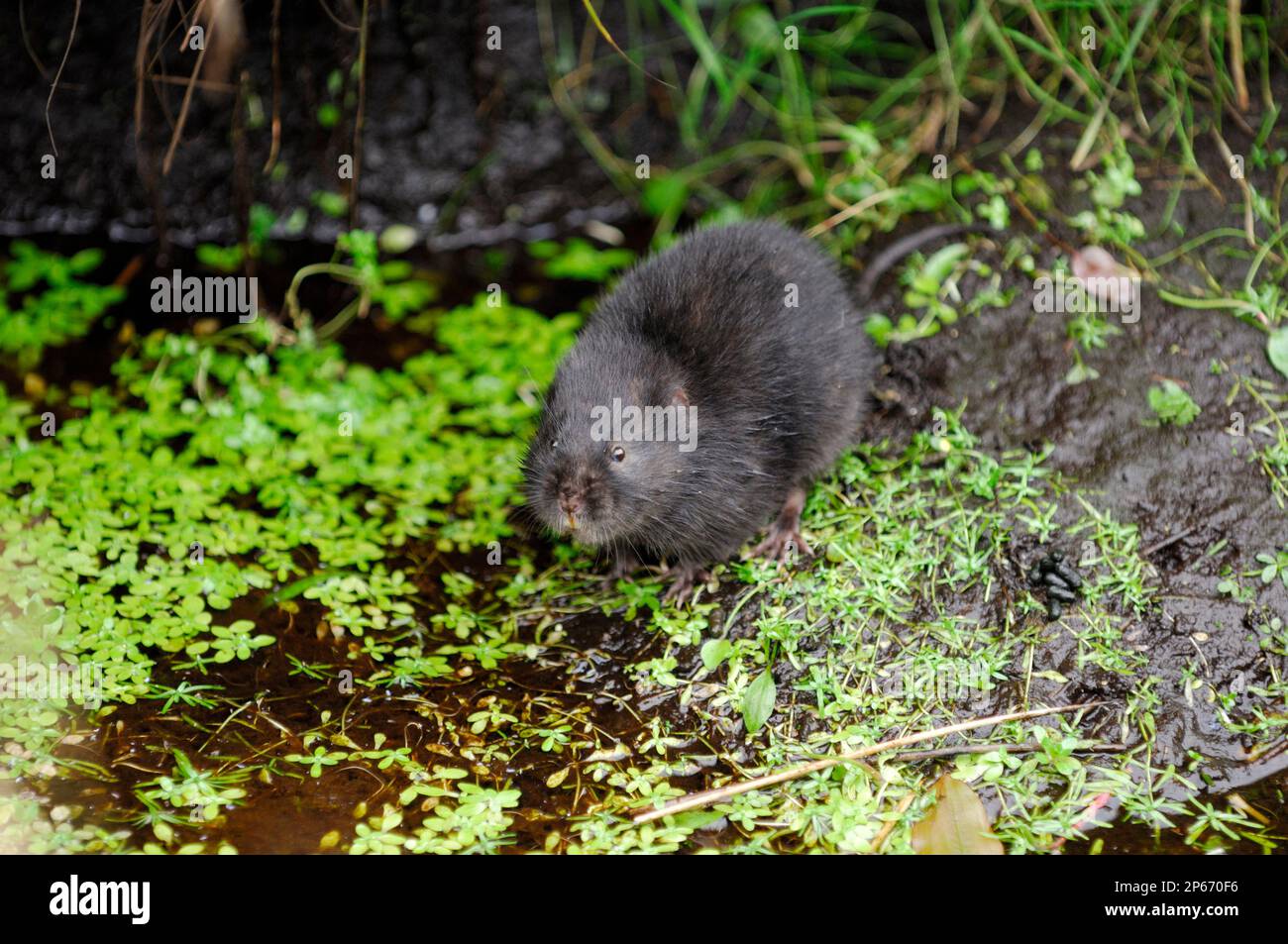 Dark-haired Water Vole (Arvicola terrestris) in upland stream ...