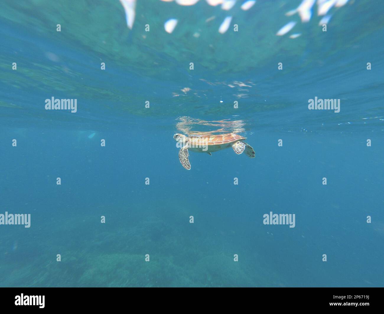 Underwater shot wild sea turtle hi-res stock photography and images - Alamy