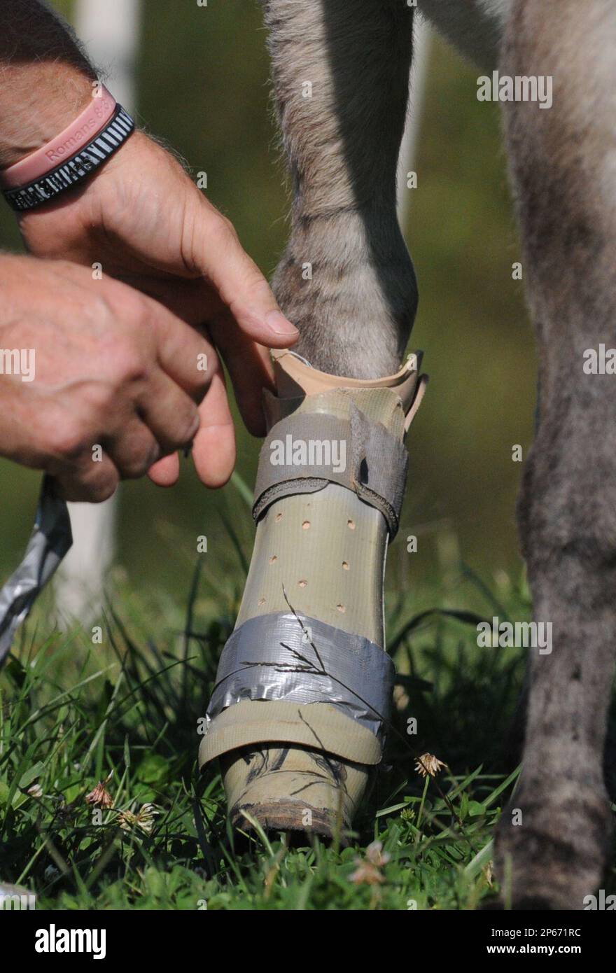 A close-up of Stitches the donkey's prosthetic hoof. Stitches, a 15 ...