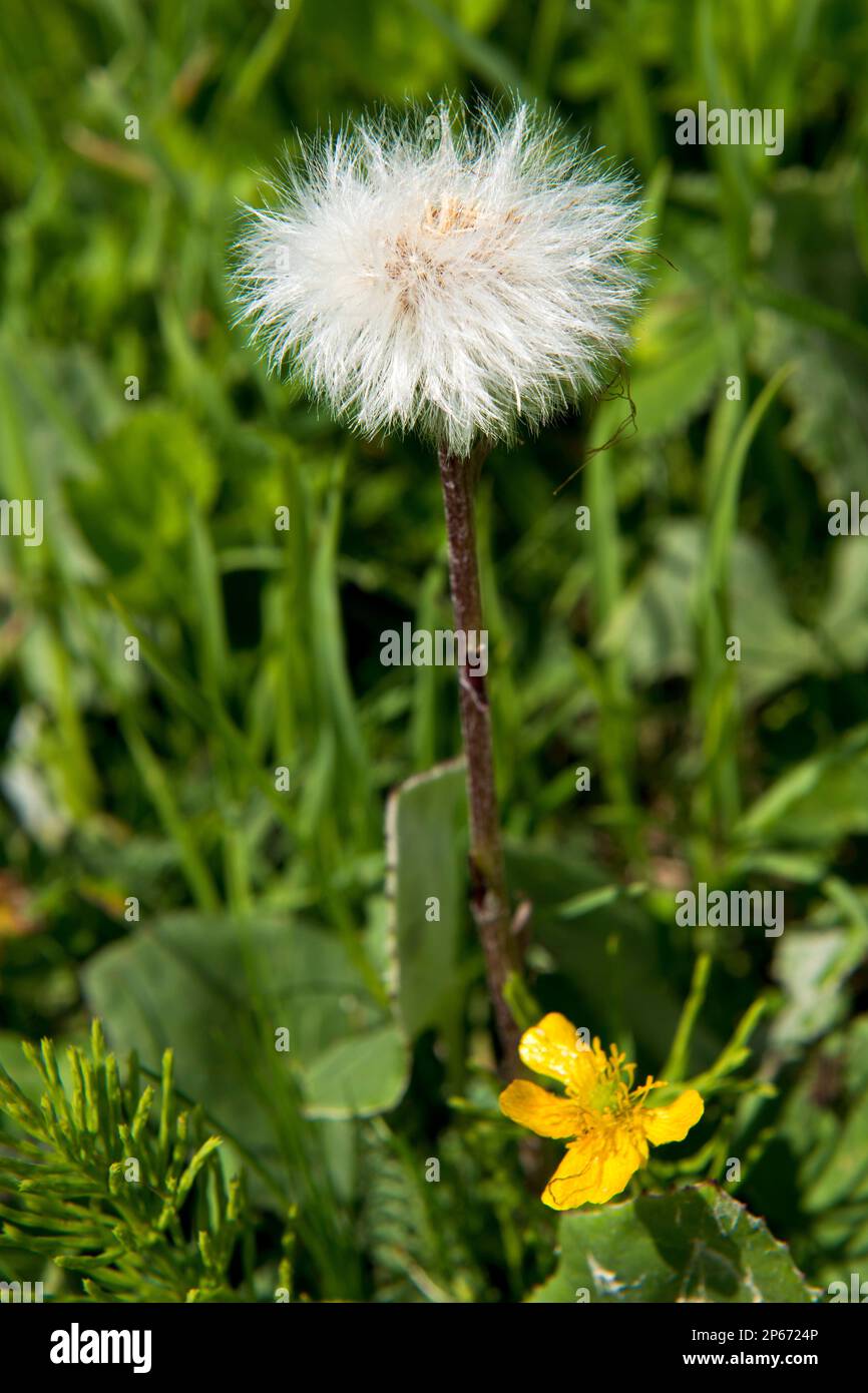 Switzerland, Canton Ticino, Ritom-Piora, Flower, Dandelion Stock Photo ...