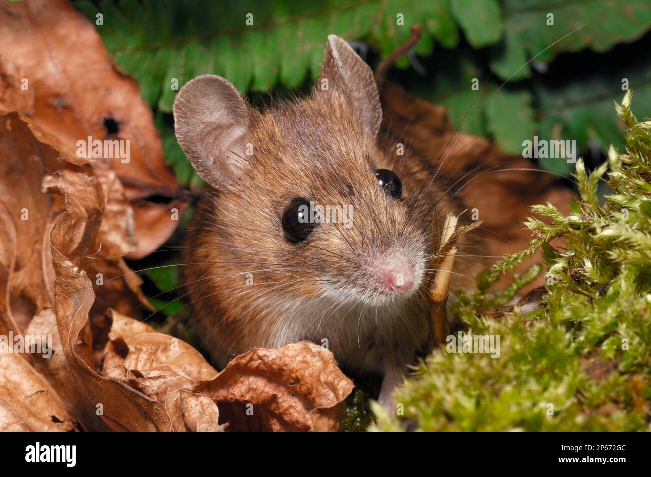 Wood Mouse (Apodemus sylvaticus) captive animal in studio setting ...