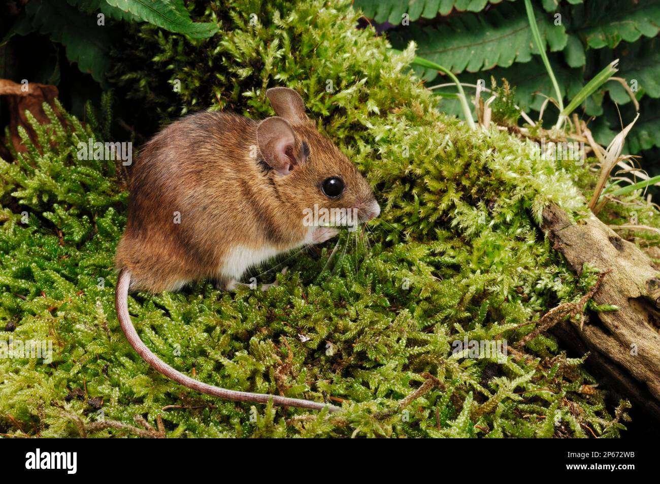 Wood Mouse (Apodemus sylvaticus) captive animal in studio setting ...