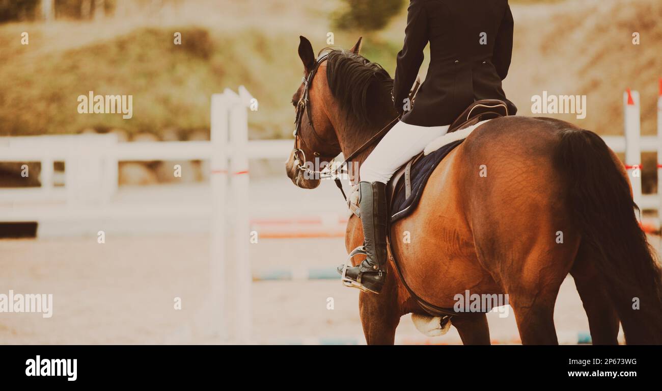 Rear view of a bay horse with a rider in the saddle, which approaches ...