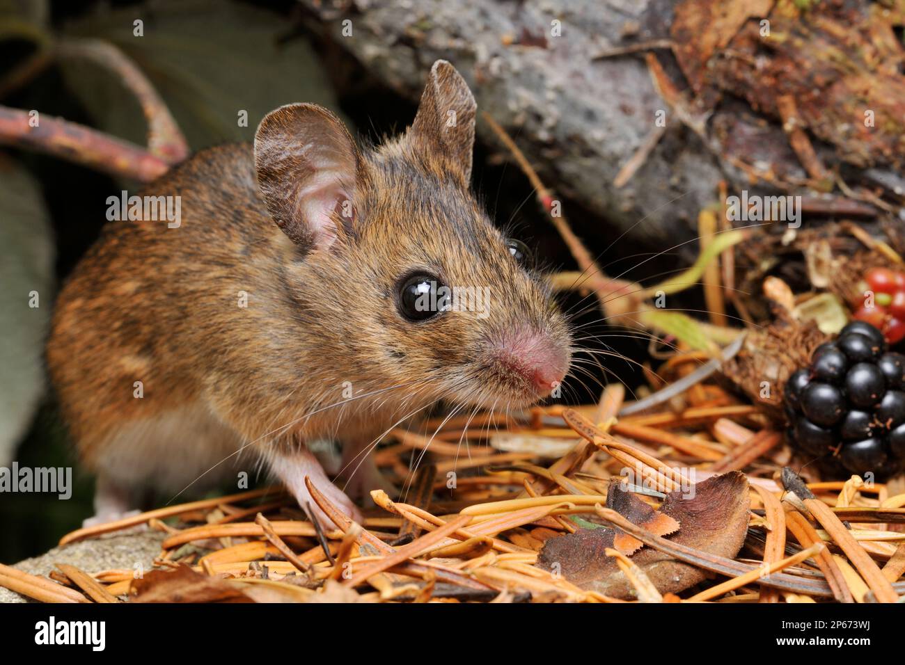 Wood Mouse (Apodemus sylvaticus) captive animal in studio setting ...