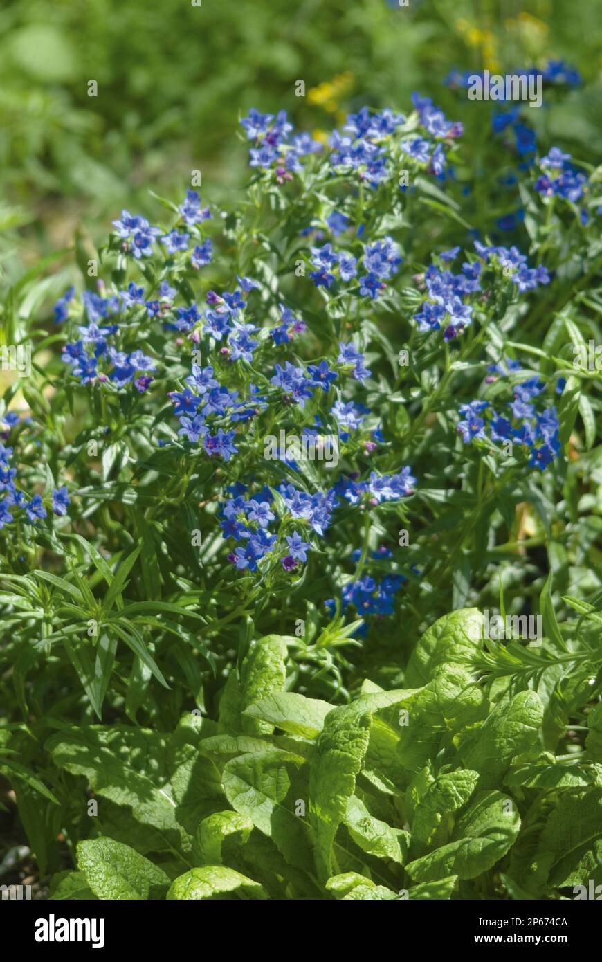 Buglossoides purpurocaerulea purple bromwell creeping bromwell Stock ...