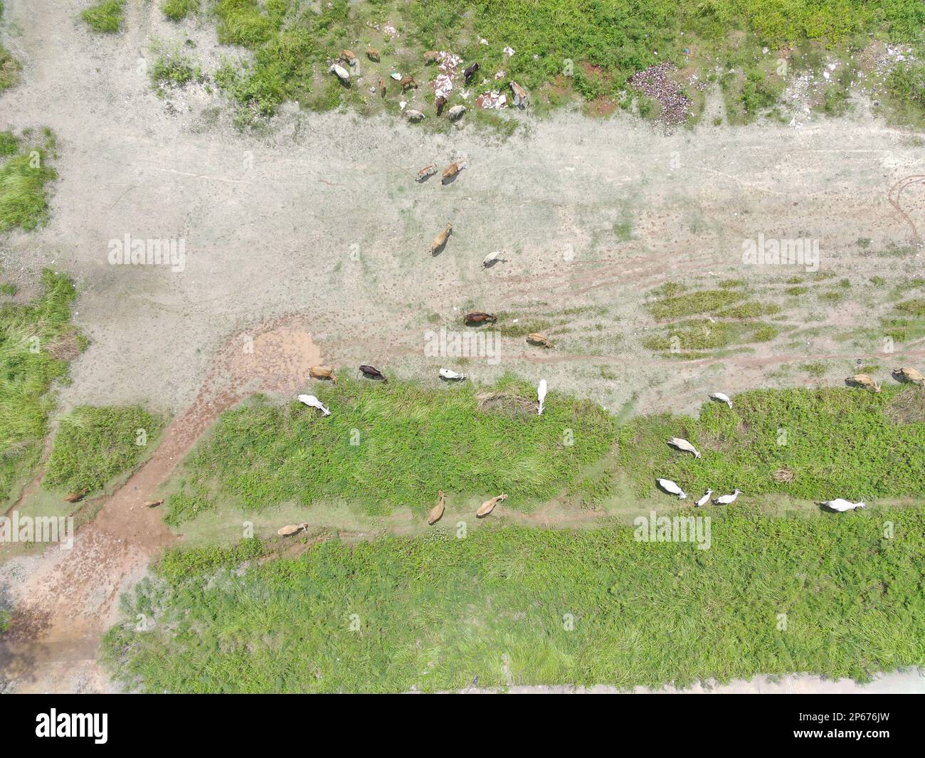 aerial view of a herd of cows being herded. natural farm photo concept ...