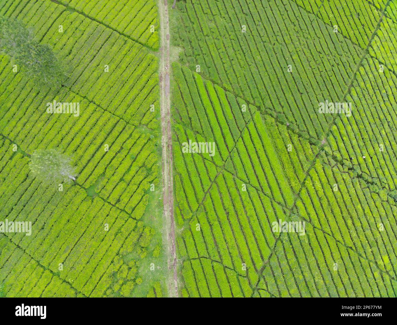 Patterned tea plantation hi-res stock photography and images - Alamy