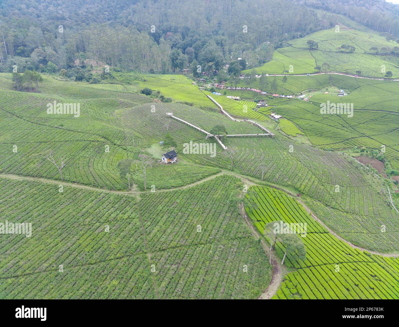 Patterned tea plantation hi-res stock photography and images - Alamy