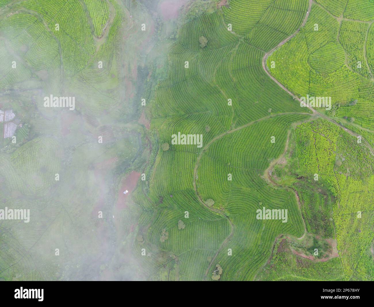 Aerial view of tea fields on a foggy morning. Natural landscape photo ...