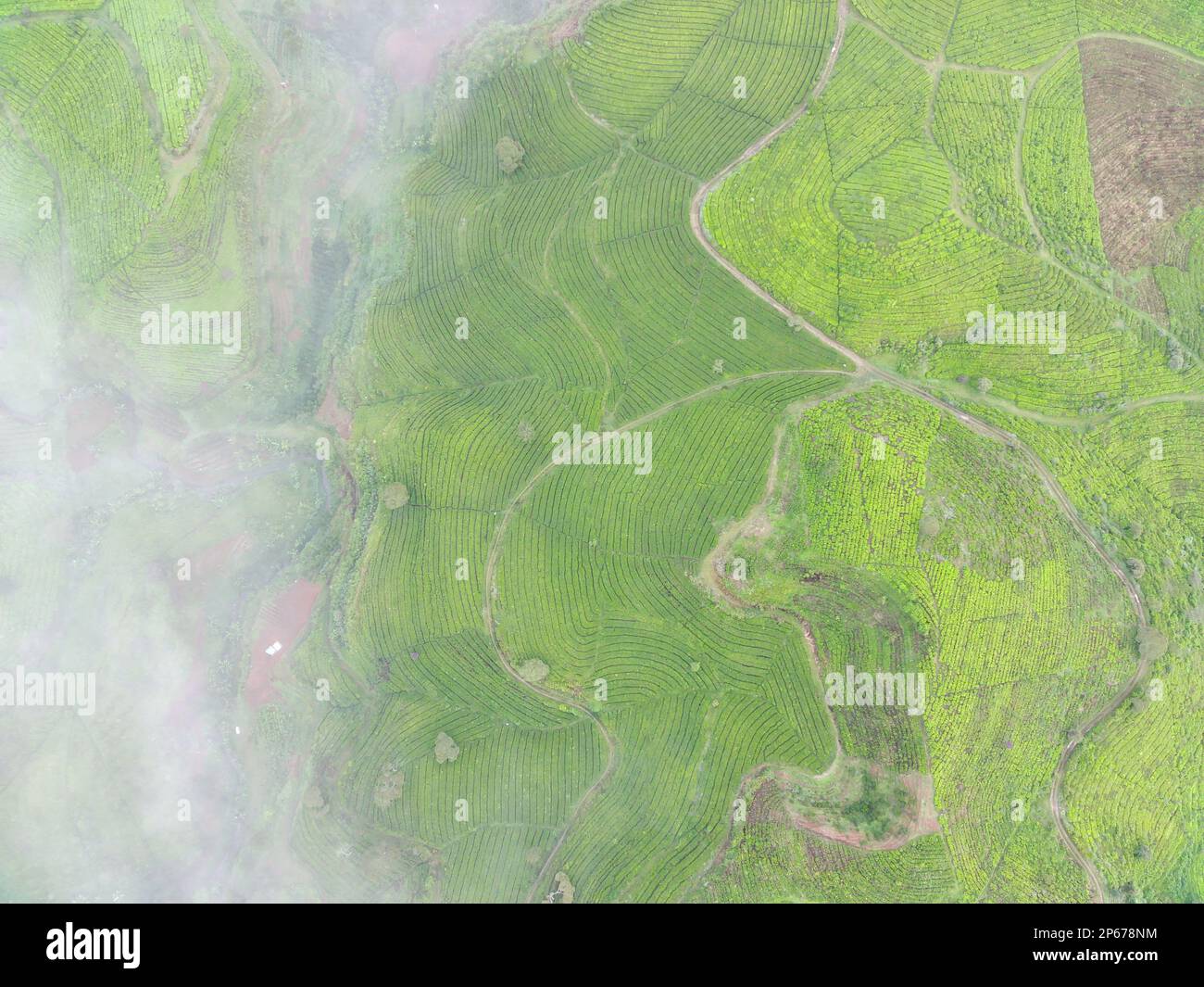 Aerial view of tea fields on a foggy morning. Natural landscape photo ...