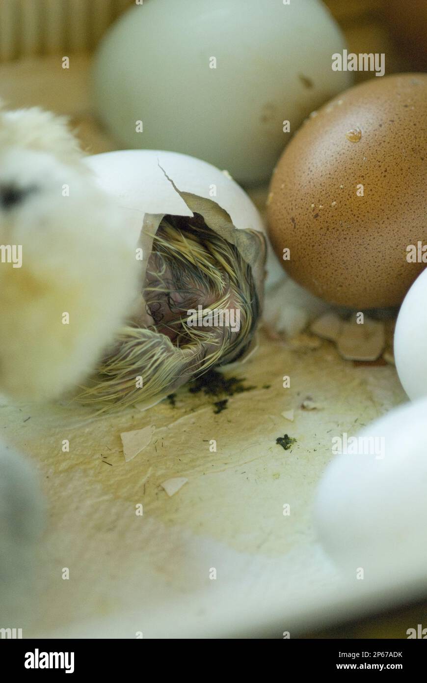chick hatching from egg 1 Stock Photo - Alamy