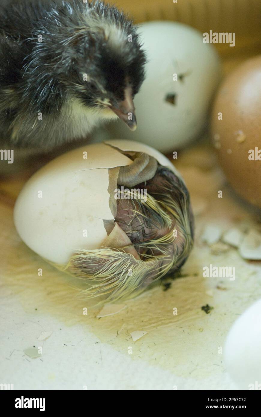 chick hatching from egg 2 Stock Photo - Alamy