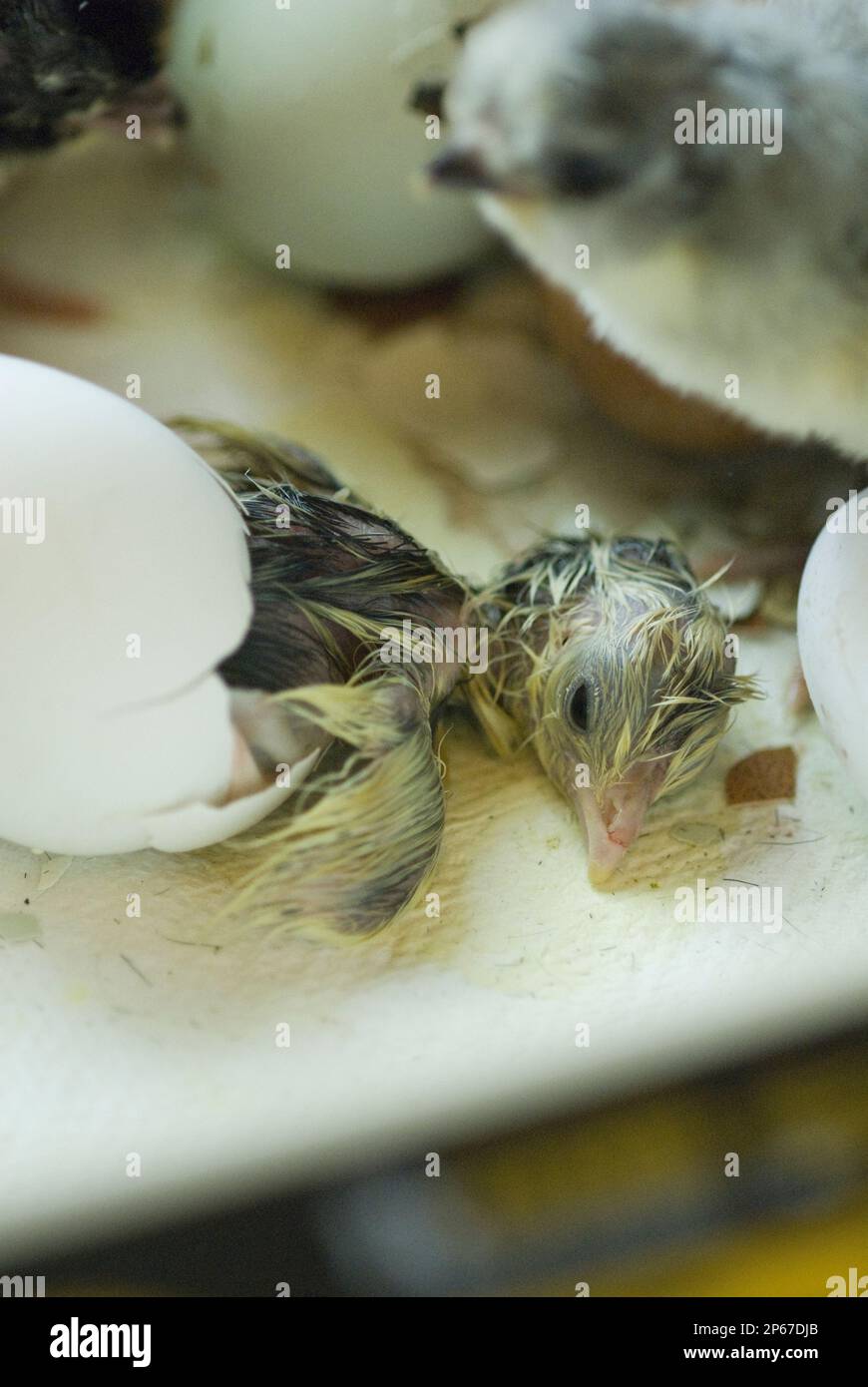 chick hatching from egg 3 Stock Photo - Alamy