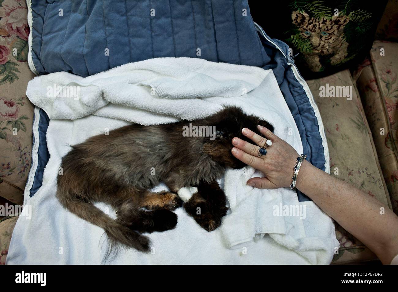 Anne Yellott touches her 15-year-old Persian cat, Tulip, after she was ...