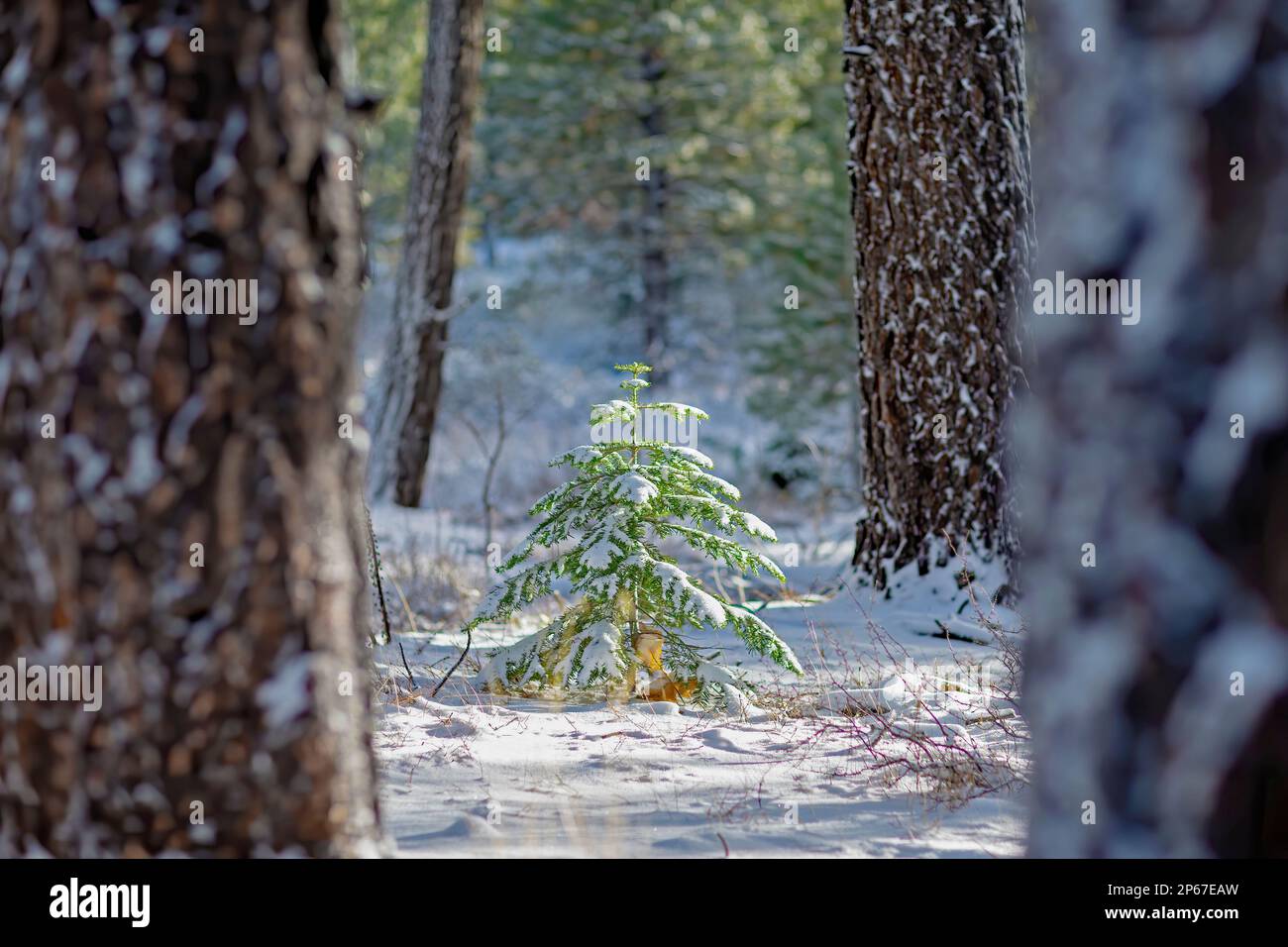 Conifer tree hi-res stock photography and images - Alamy