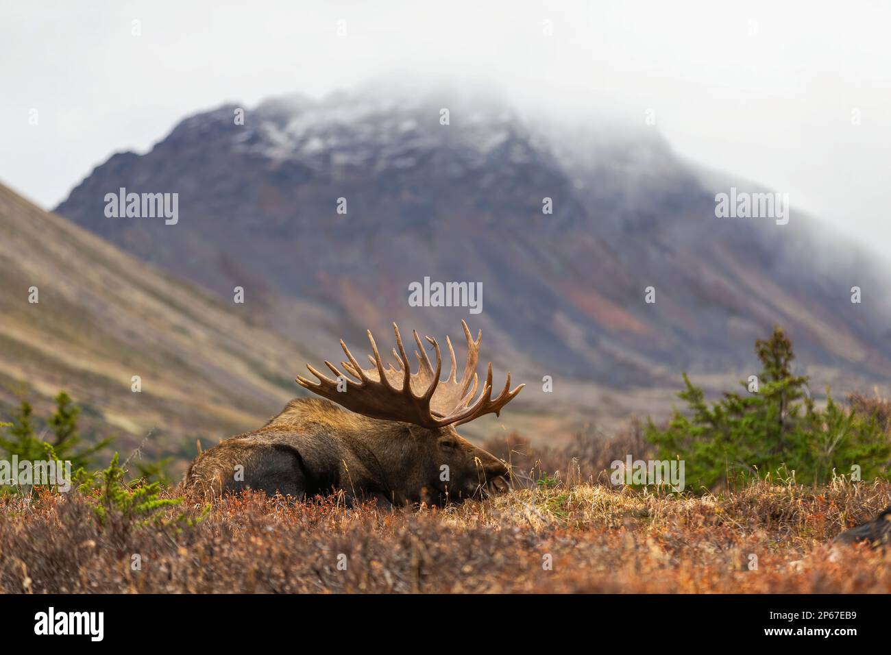 Resting moose, Chugach State Park, Anchorage, Alaska, United States of ...