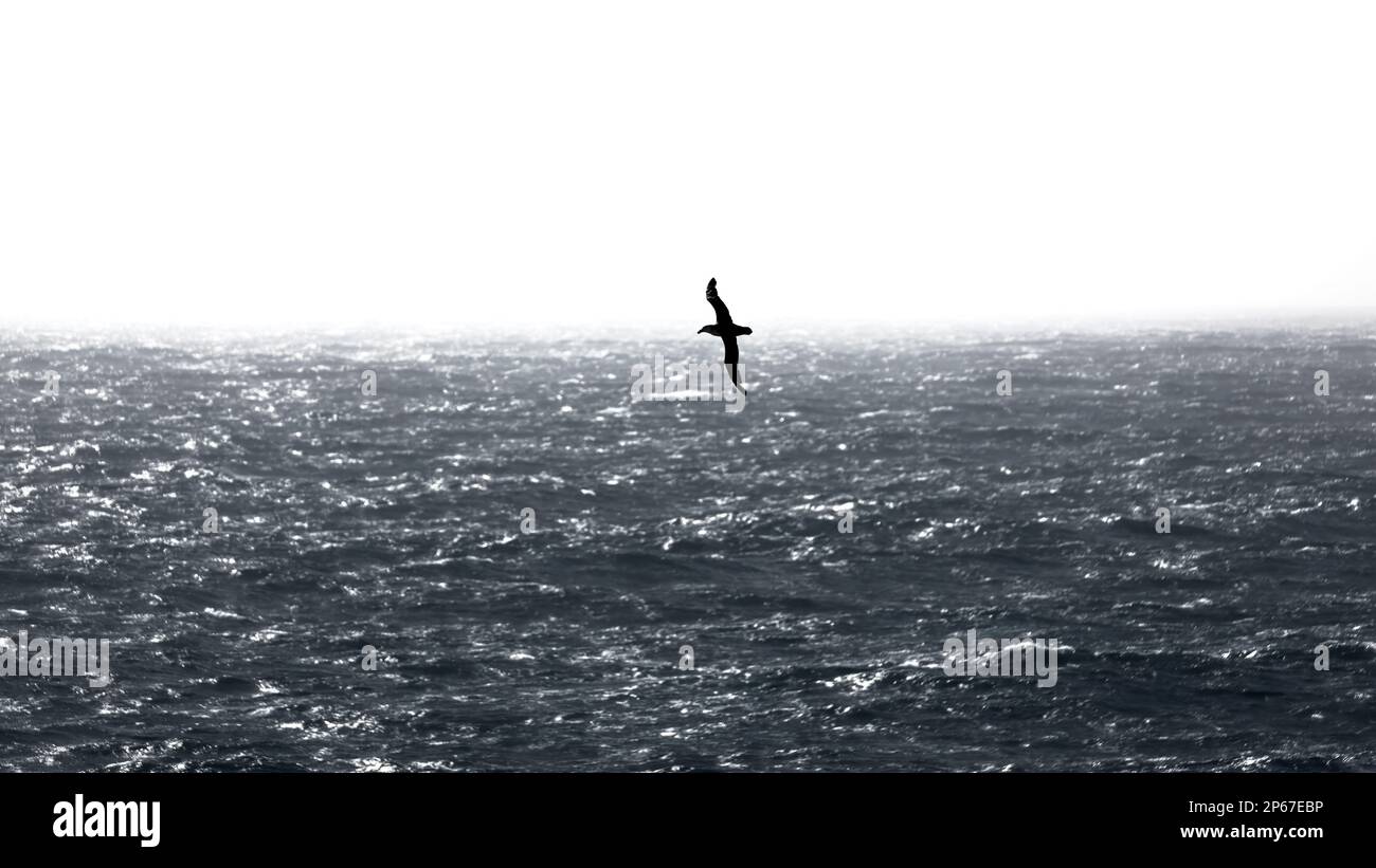 Albatross gliding over the Drake Passage, Southern Ocean below South ...