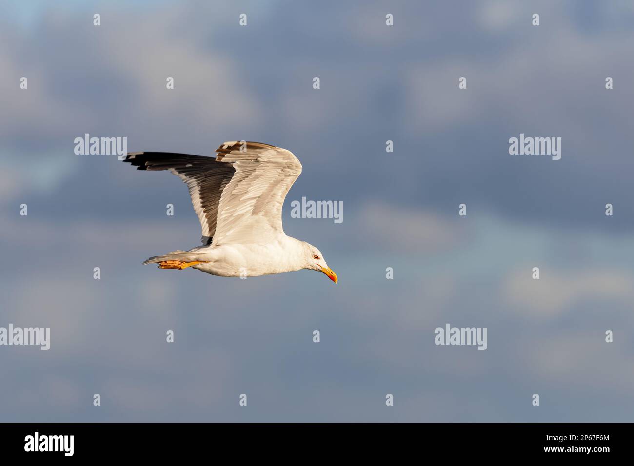 Lesser black-backed gull (Larus fuscus) flying over on the beach on ...