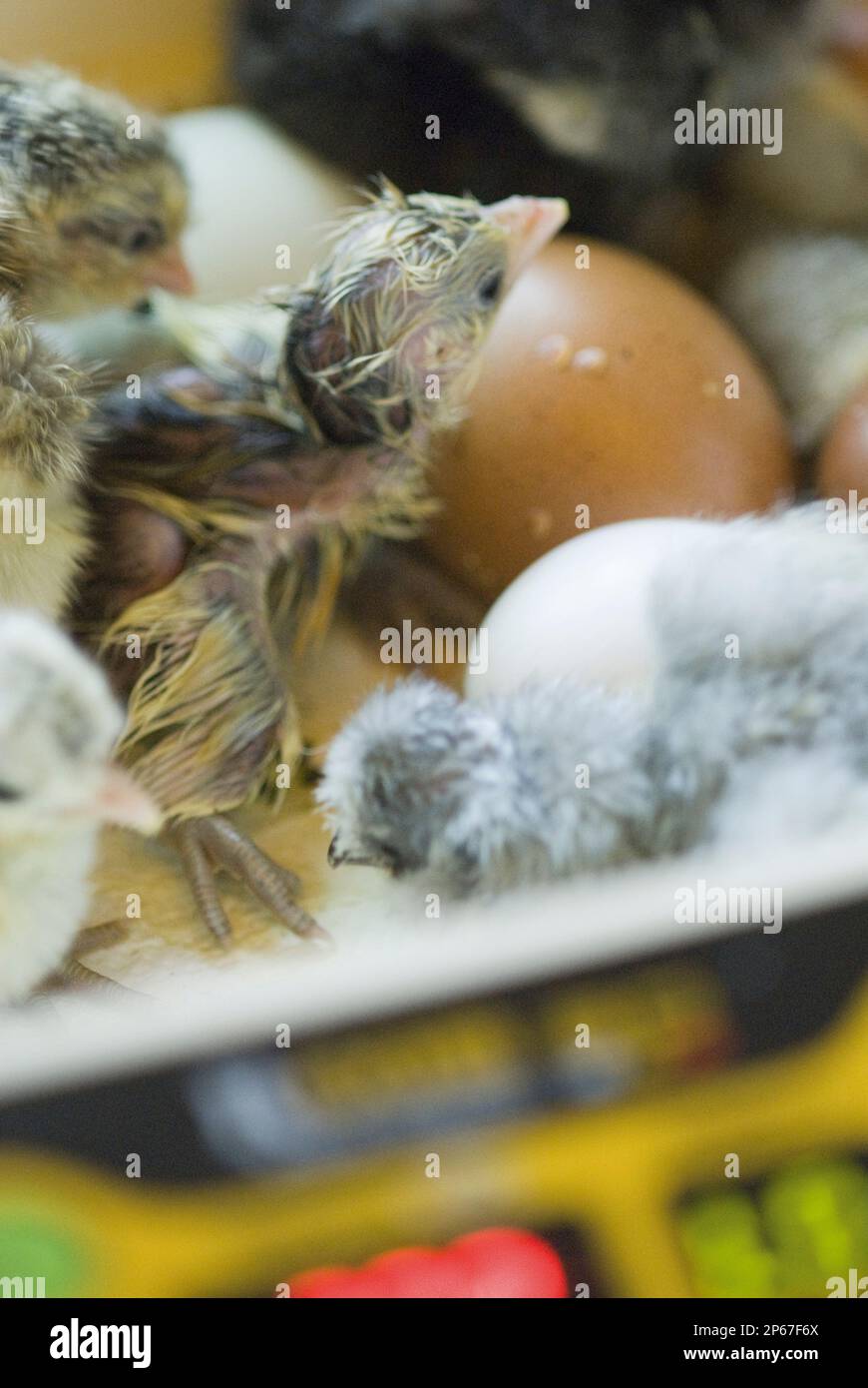 Chick hatching from egg hi-res stock photography and images - Alamy