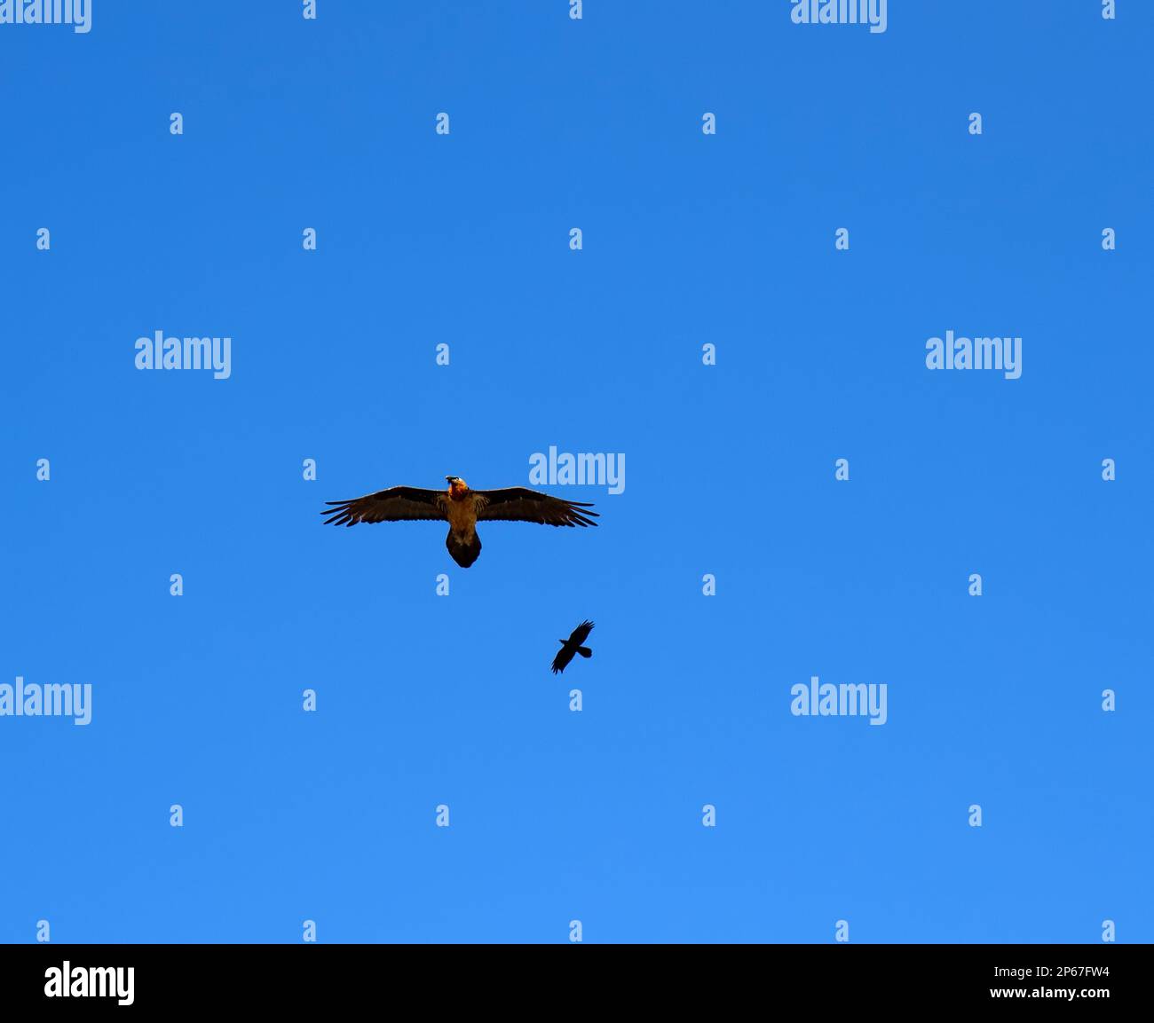 Lammergeier (Gypaetus barbatus) in flight. Tibetan (Himalayan) Raven ...