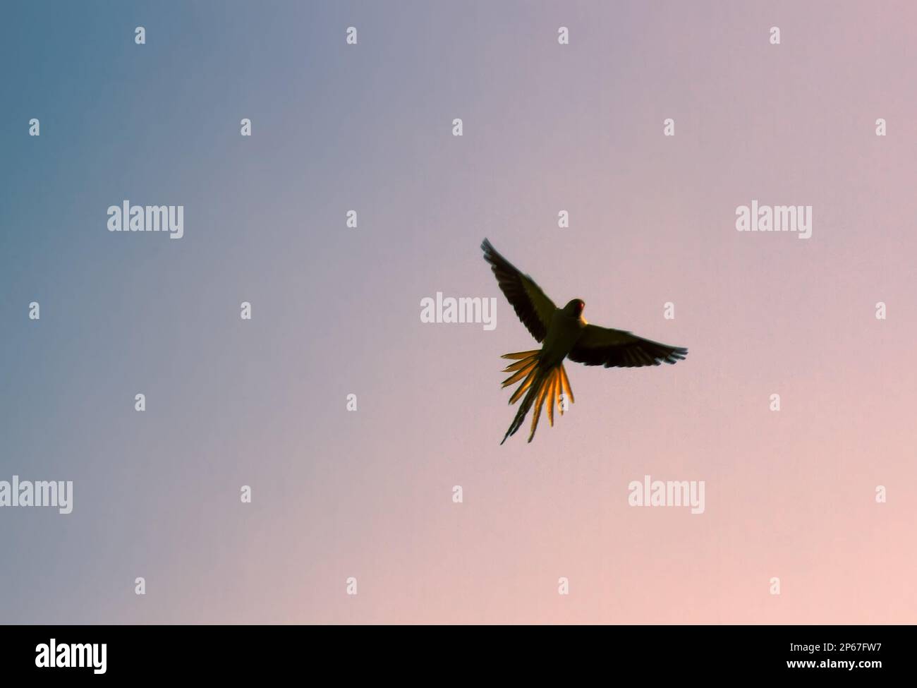 Kramer parrot hi-res stock photography and images - Alamy