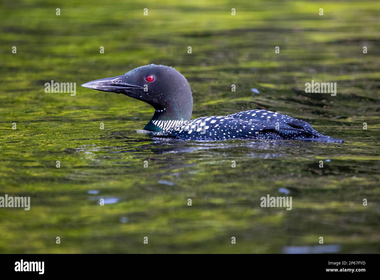 New loon hi-res stock photography and images - Alamy