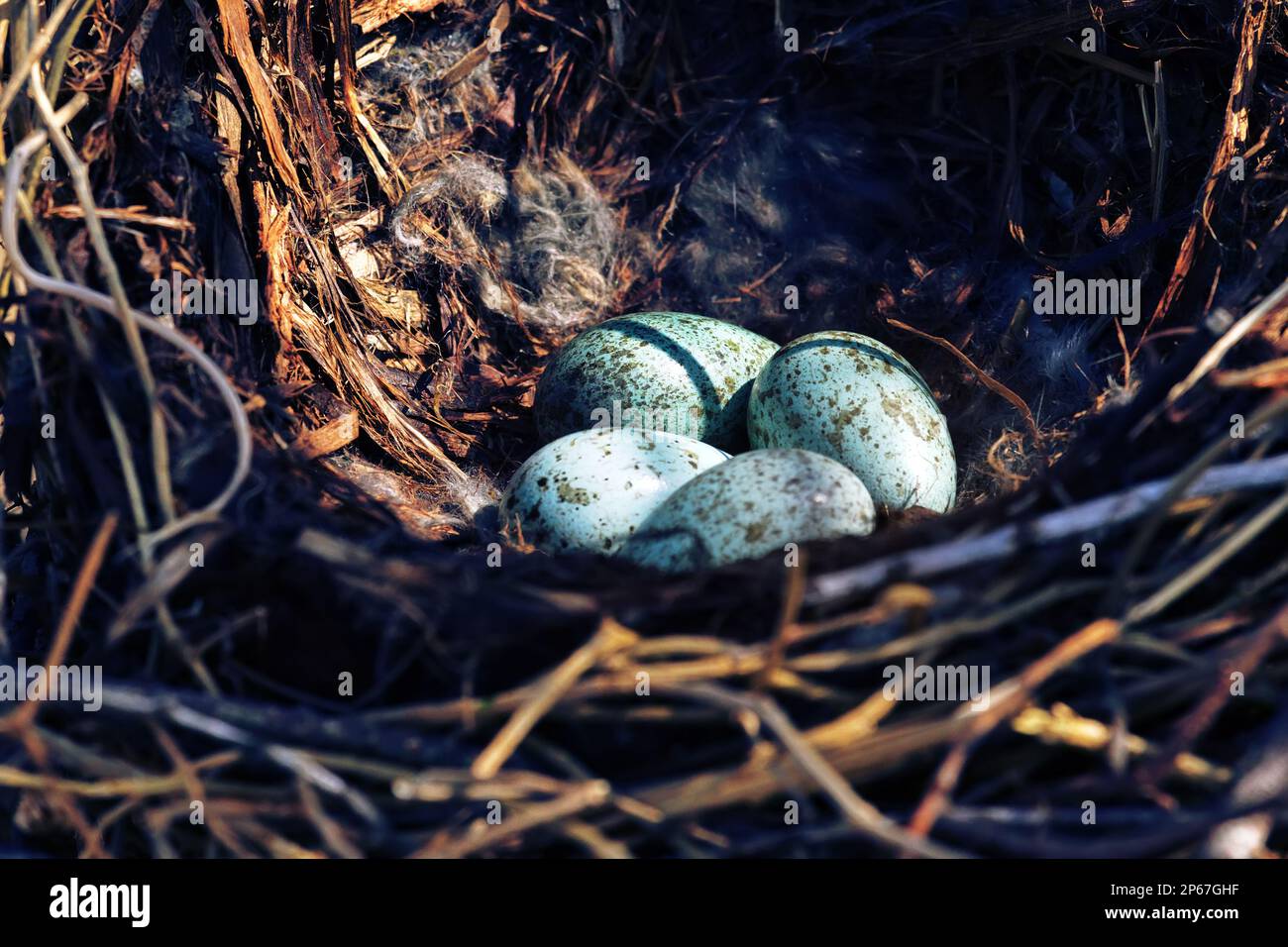 Nidology, study of birds nest. Hooded crow (Corvus cornix) nest. Clutch ...
