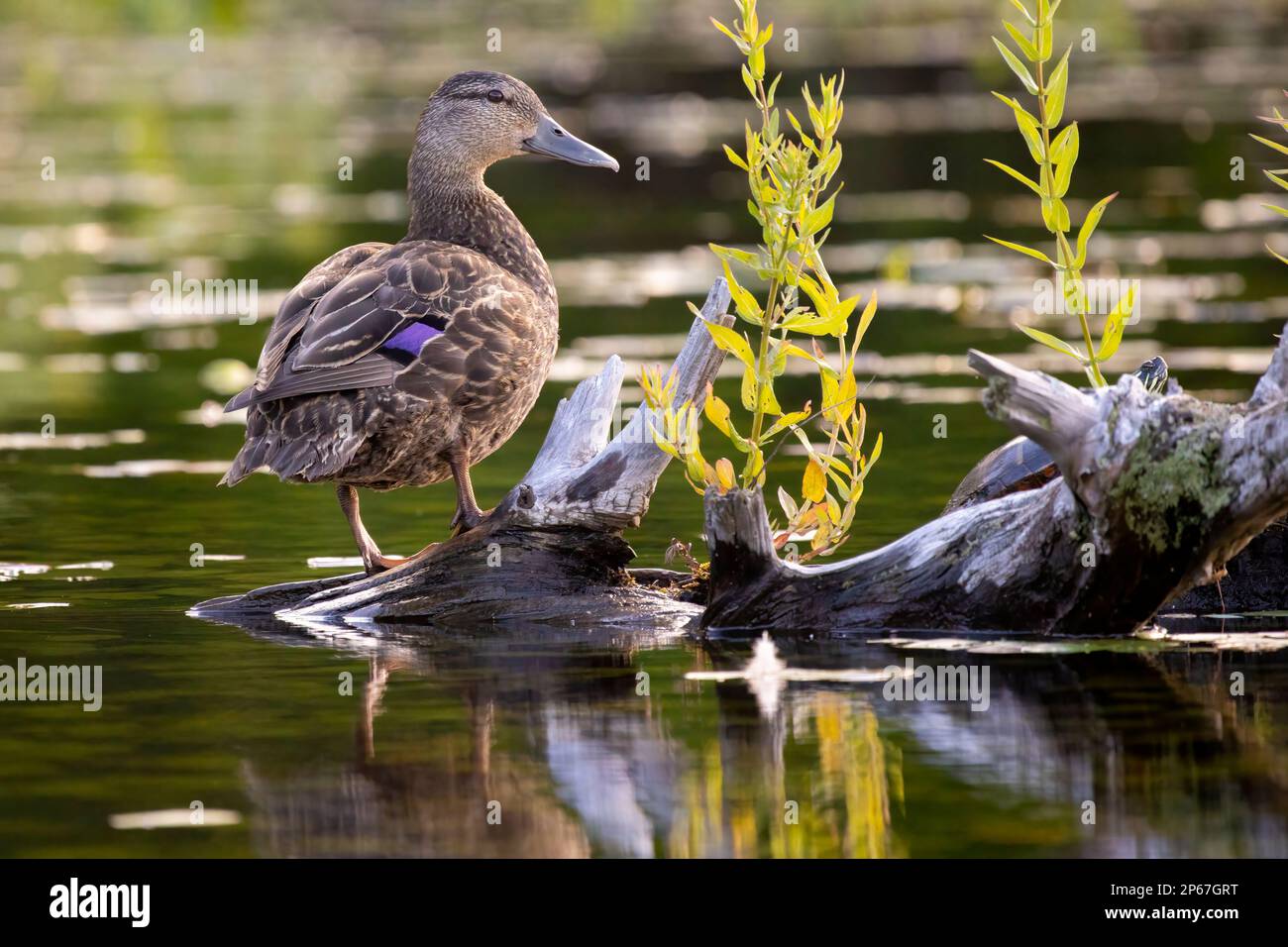American black duck hi-res stock photography and images - Alamy