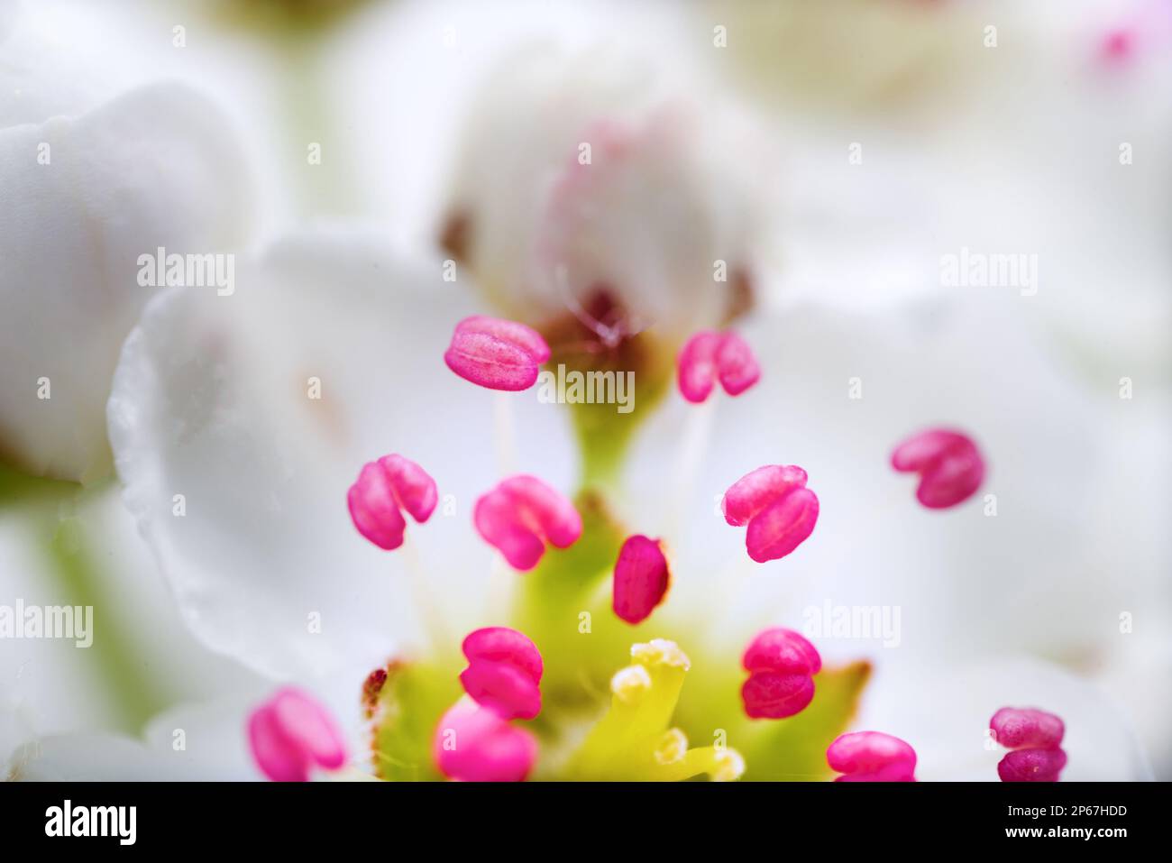 Plant anatomy. Anther of the flower, pollen grains are visible, the ...