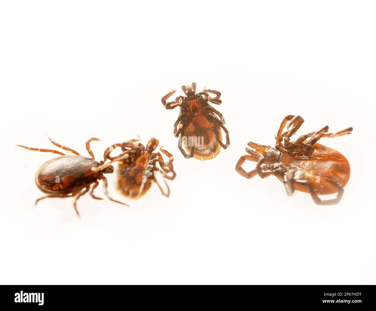 Removed tick Cut Out Stock Images & Pictures - Alamy