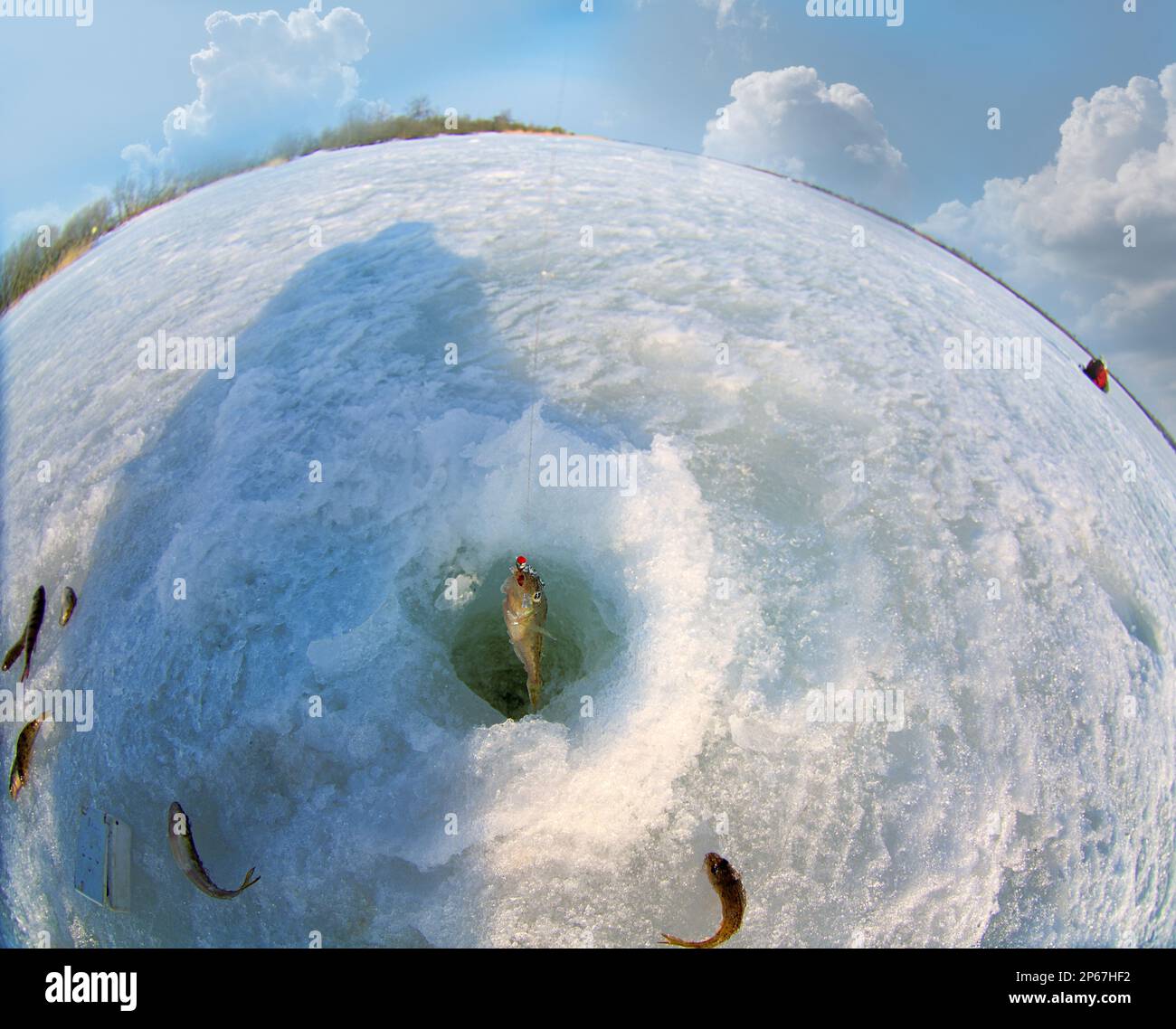 Ice recreational fishing. A picture of ruffe (Acerina cernua) fishing ...