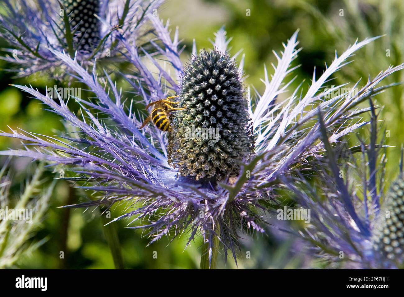 Bee, Eringium alpinum apiaceae edeldiste, Gelmerbahn, Canton Bern ...