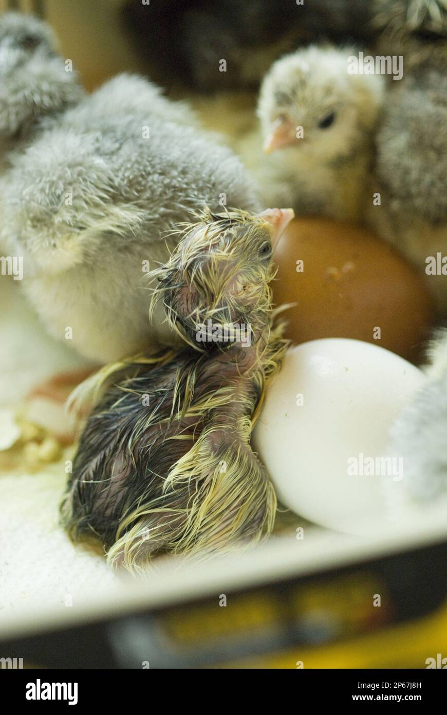 chick hatching from egg 6 Stock Photo - Alamy