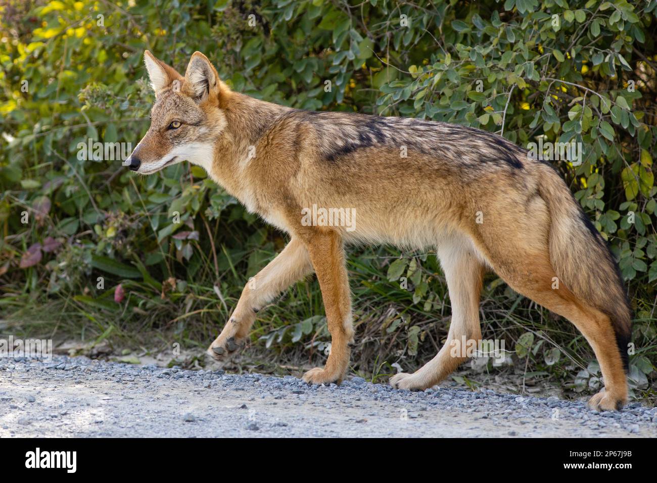 Wild Coyote, Massachusetts, New England, United States of America ...