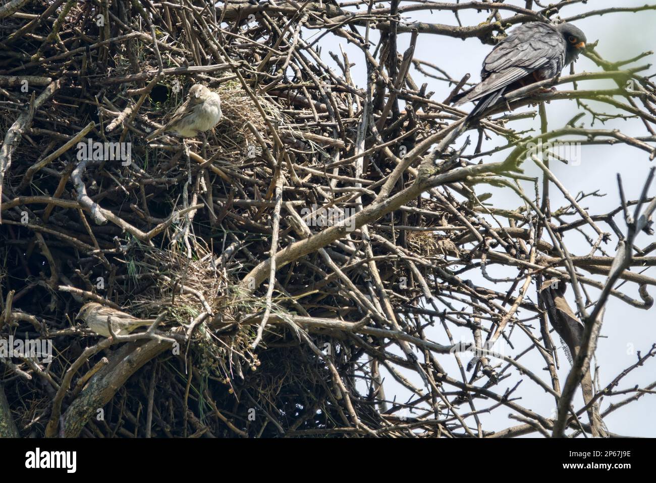 Spanish sparrows (Passer hispaniolensis) nest in rooks' nests, where ...