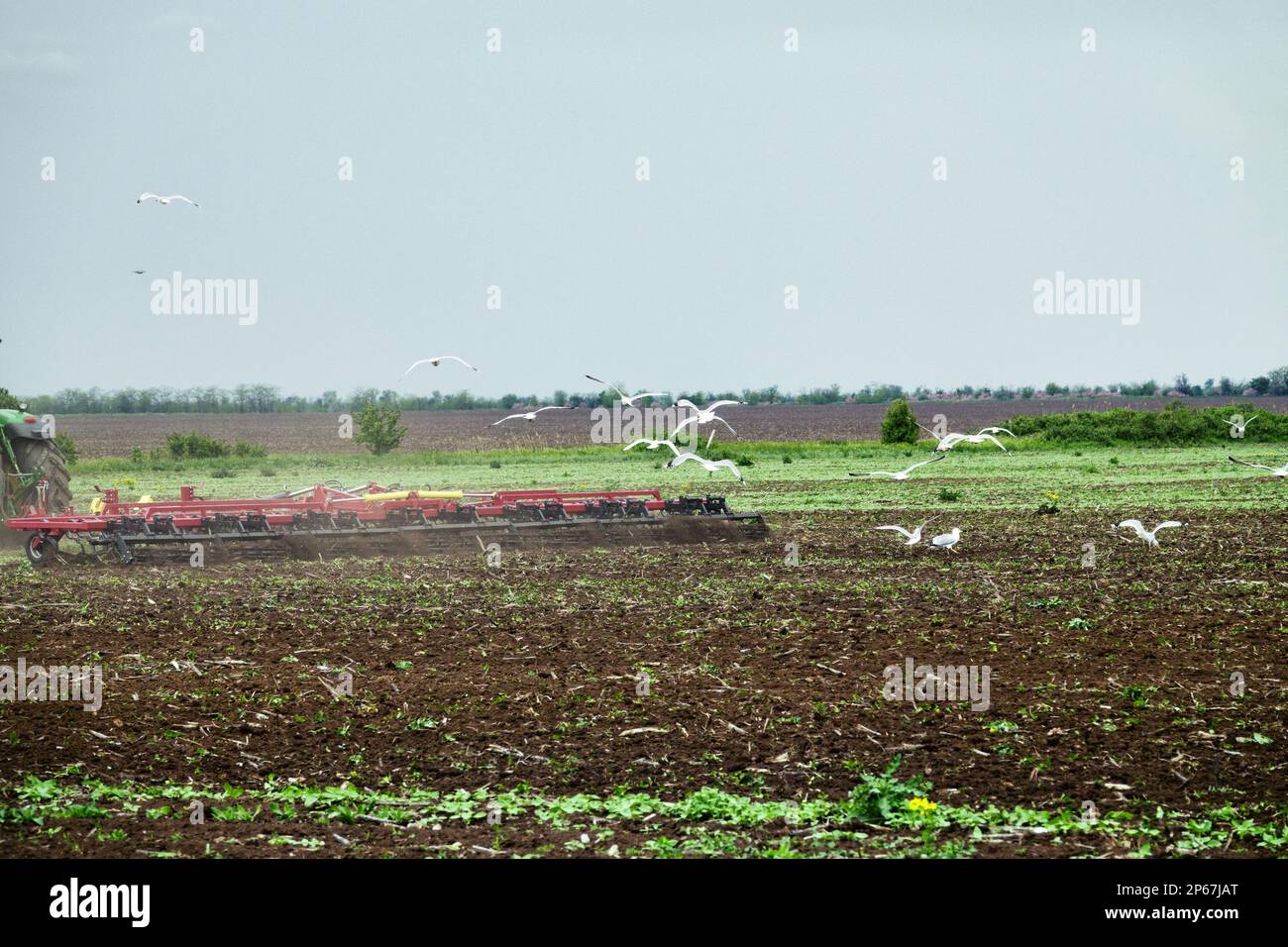 Fallow ground. Harrowing of an unseeded spring field in order to get ...