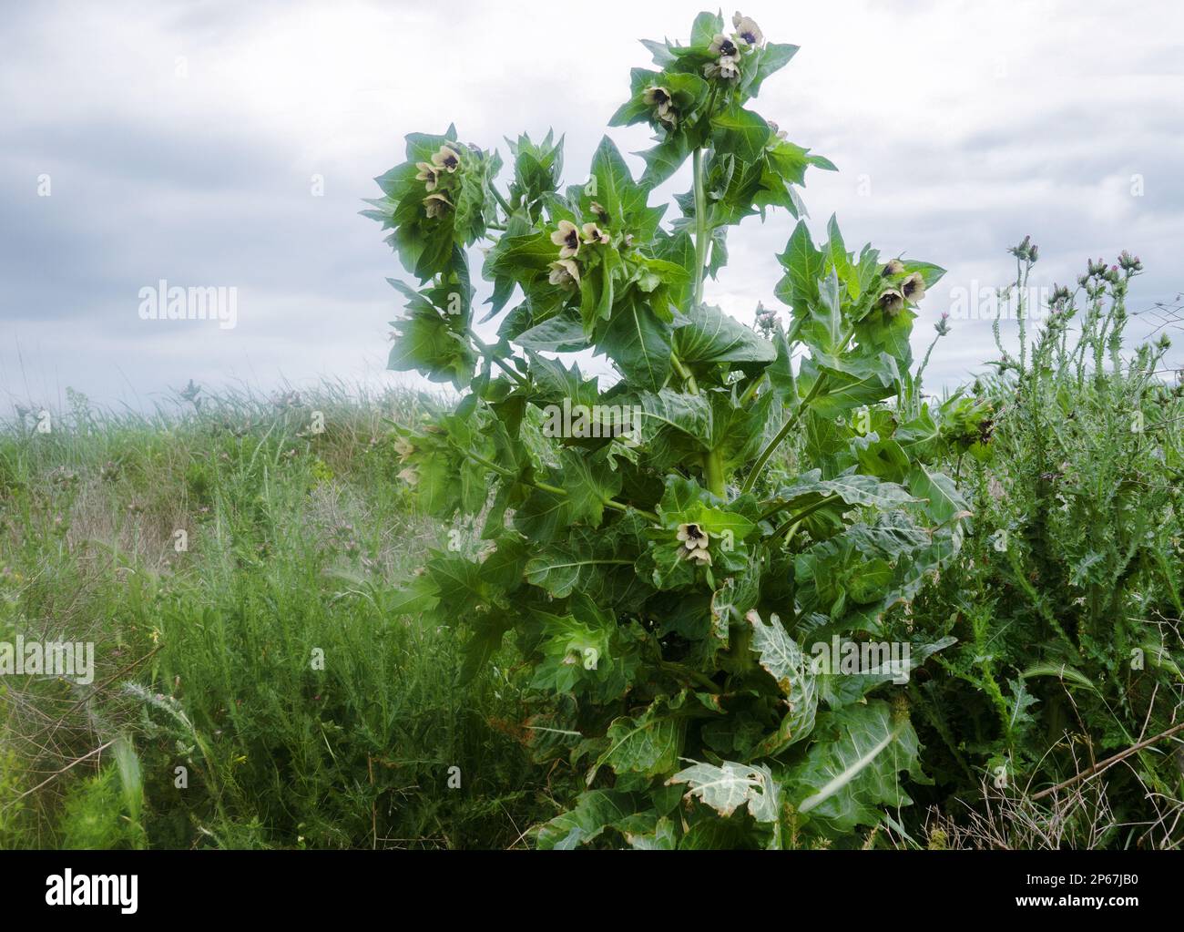 Black henbane (Hyoscyamus niger). Photos flowering plant in the counter ...
