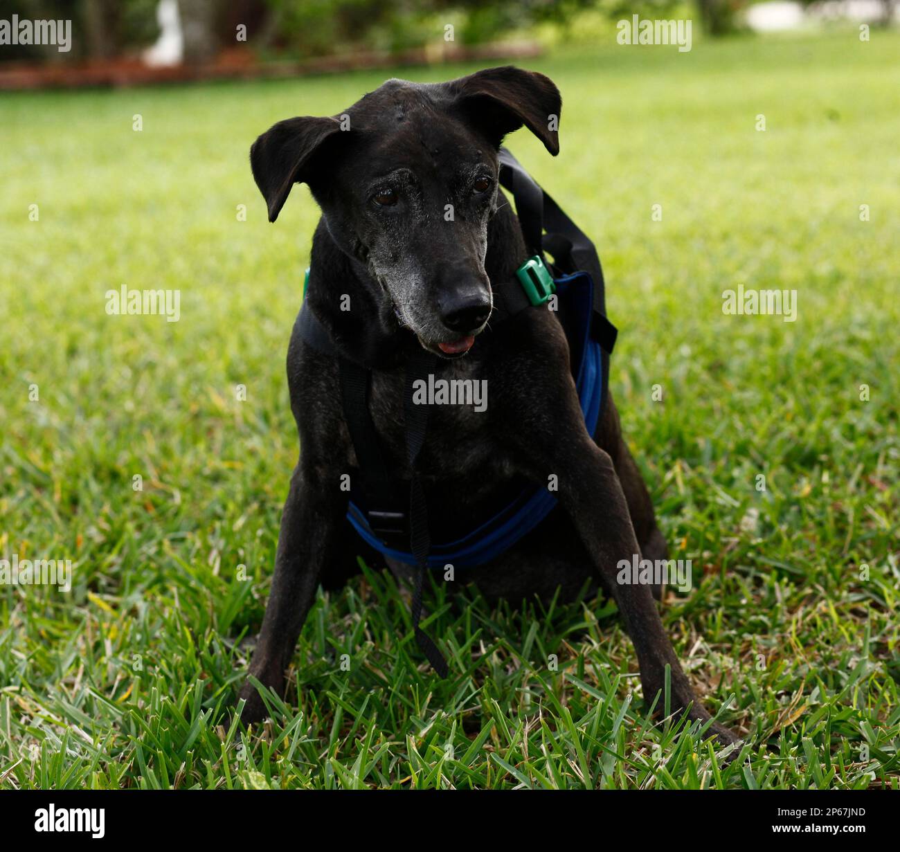 Lucy a grief therapy dog that belongs to Tom Dobies. Lucy had to ...