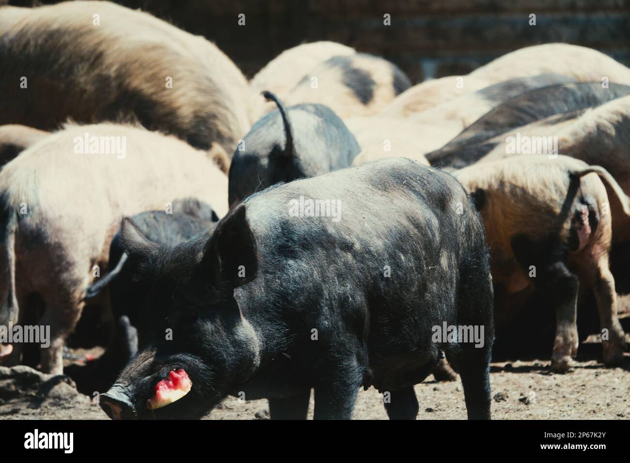 Swine husbandry. Ukrainian steppe pock-marked breed of pigs. Based on ...