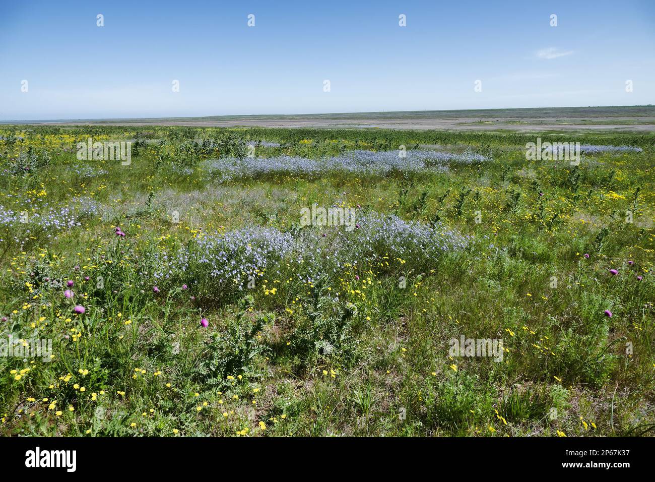 Long-stalked flax (Lнnum usitatнssimum) and Hawksbeard (Crepis sp ...