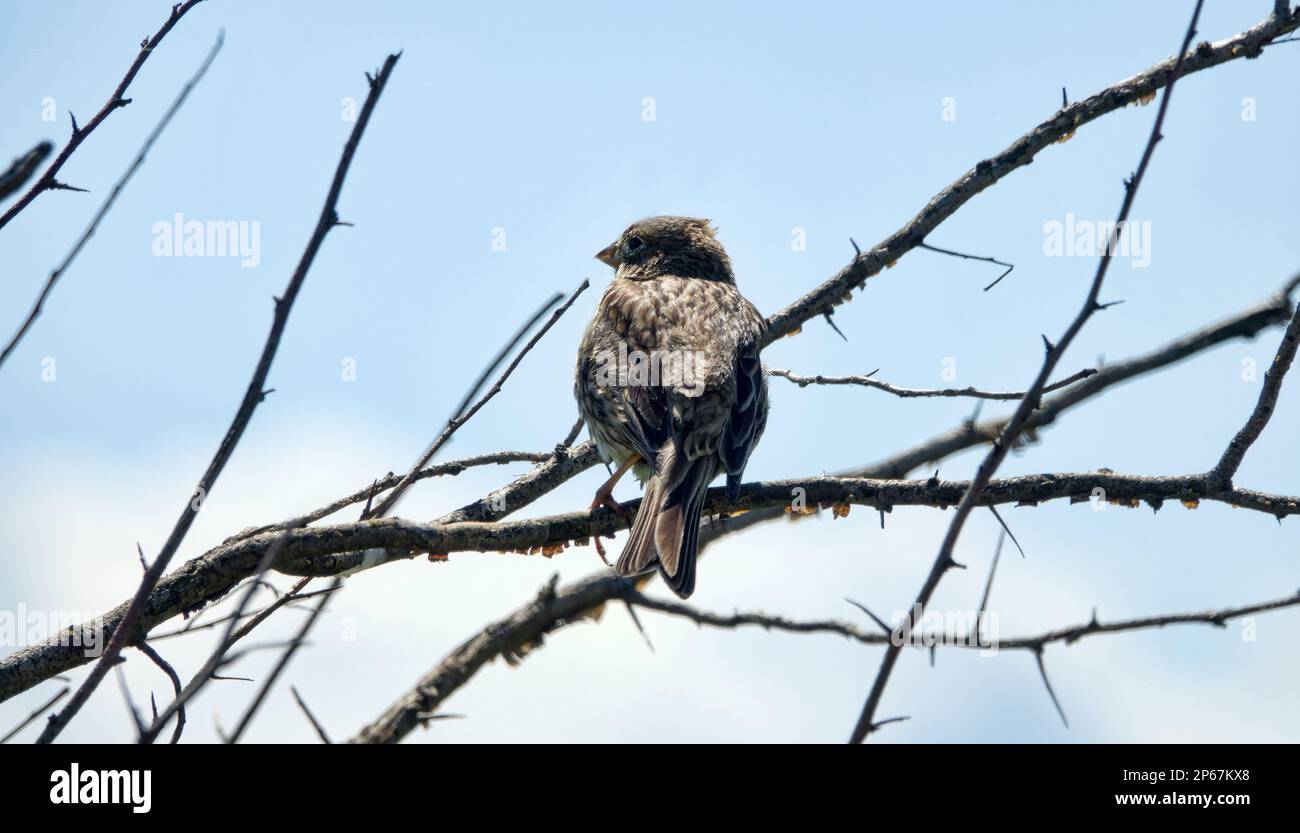 Modest plumage hi-res stock photography and images - Alamy