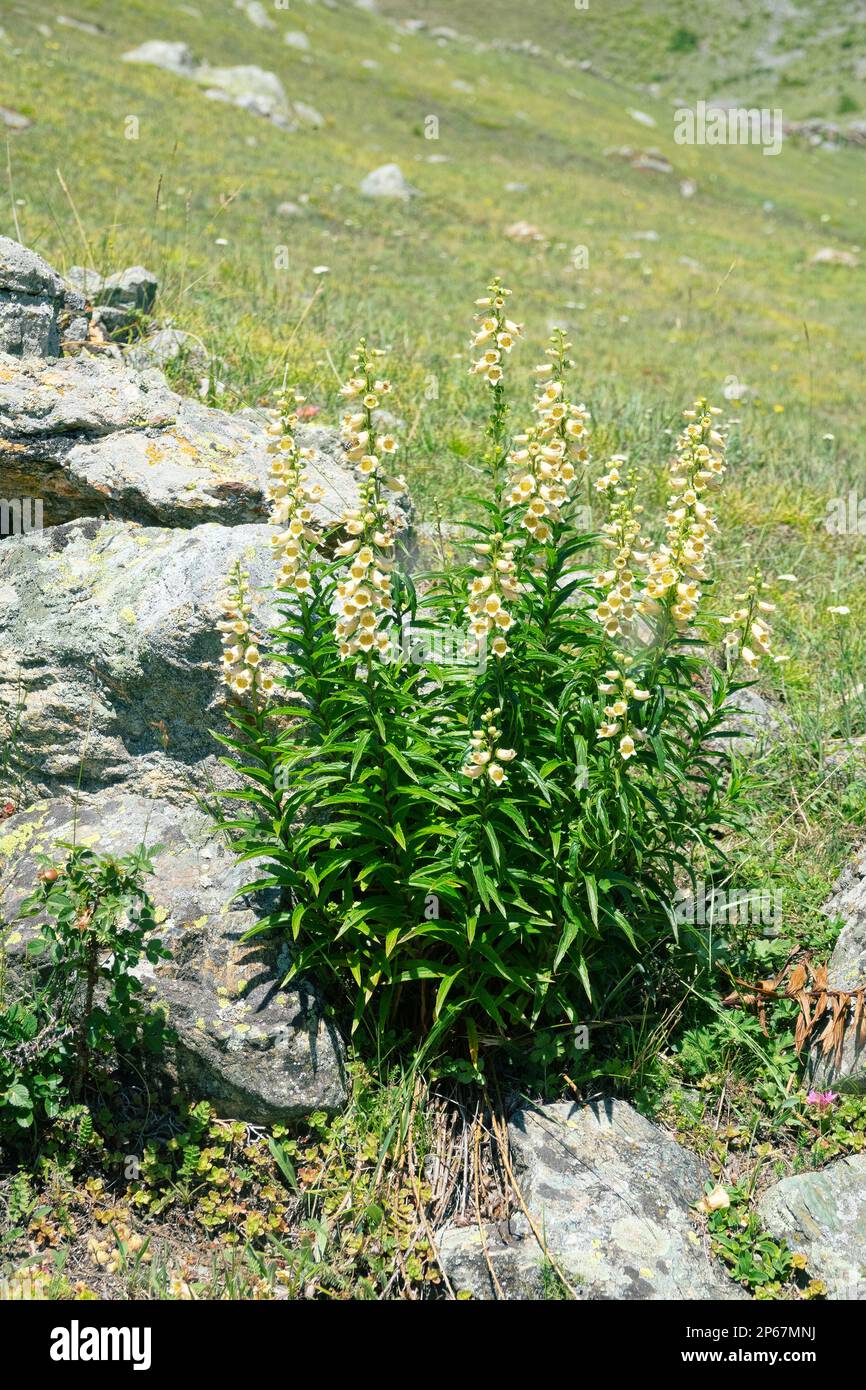 Finger flower, Ciliate foxglove (Digitalis ciliata). Belt of coniferous ...