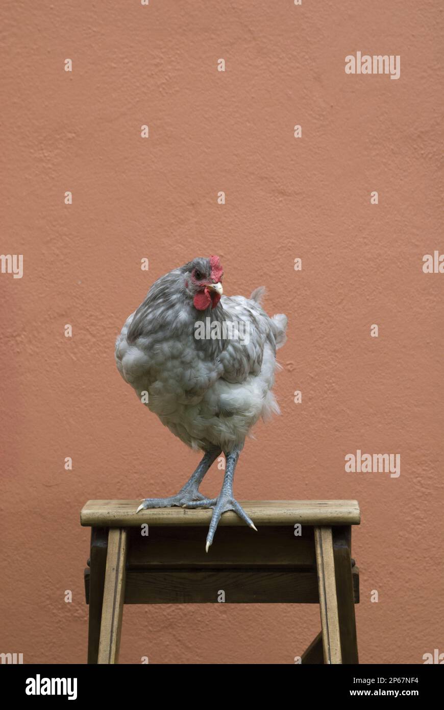 grey and white hen, perched on step against terracotta wall, poultry ...