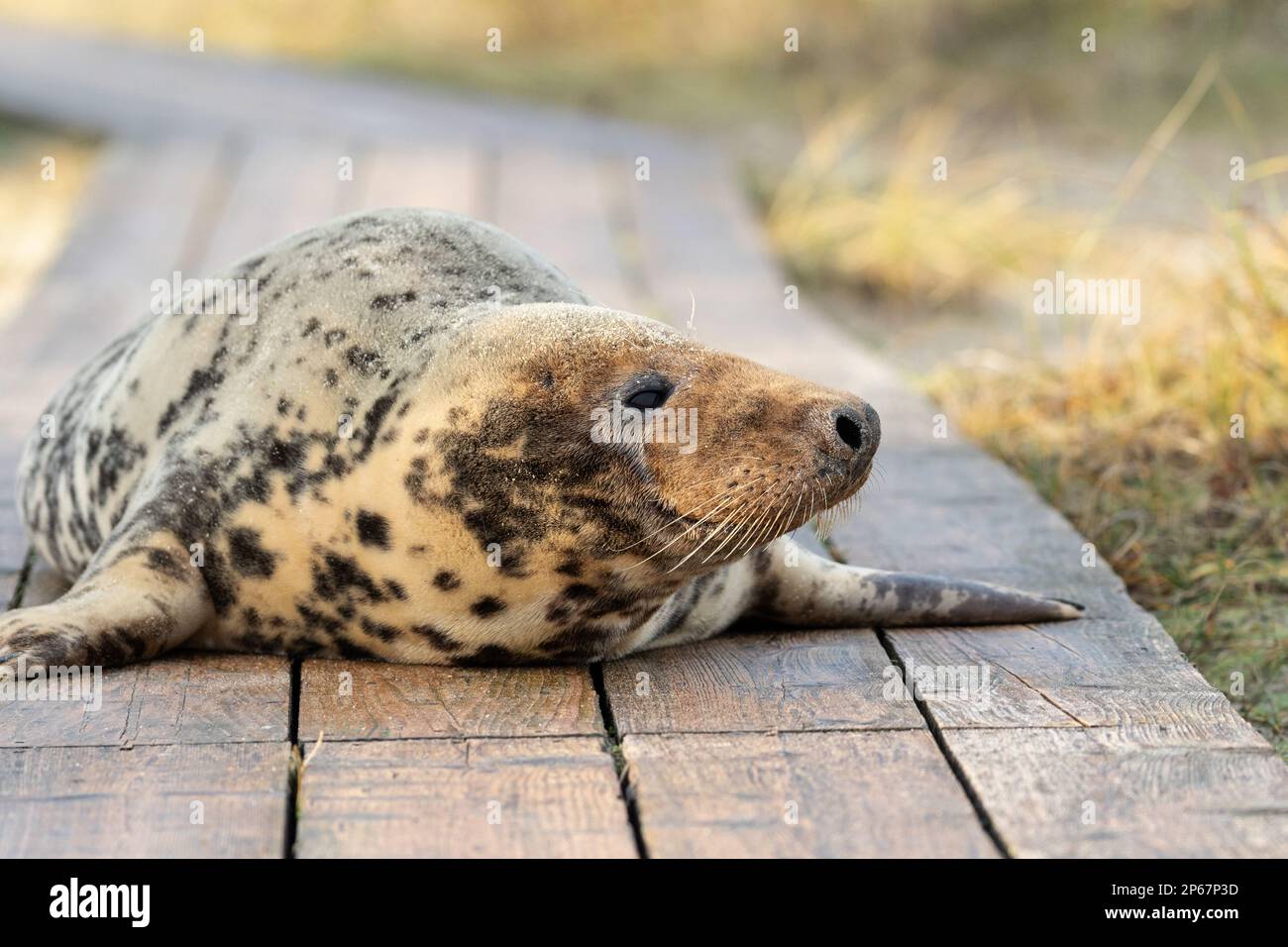 A young grey seal has its new velvety fur and lies stretched out on a ...