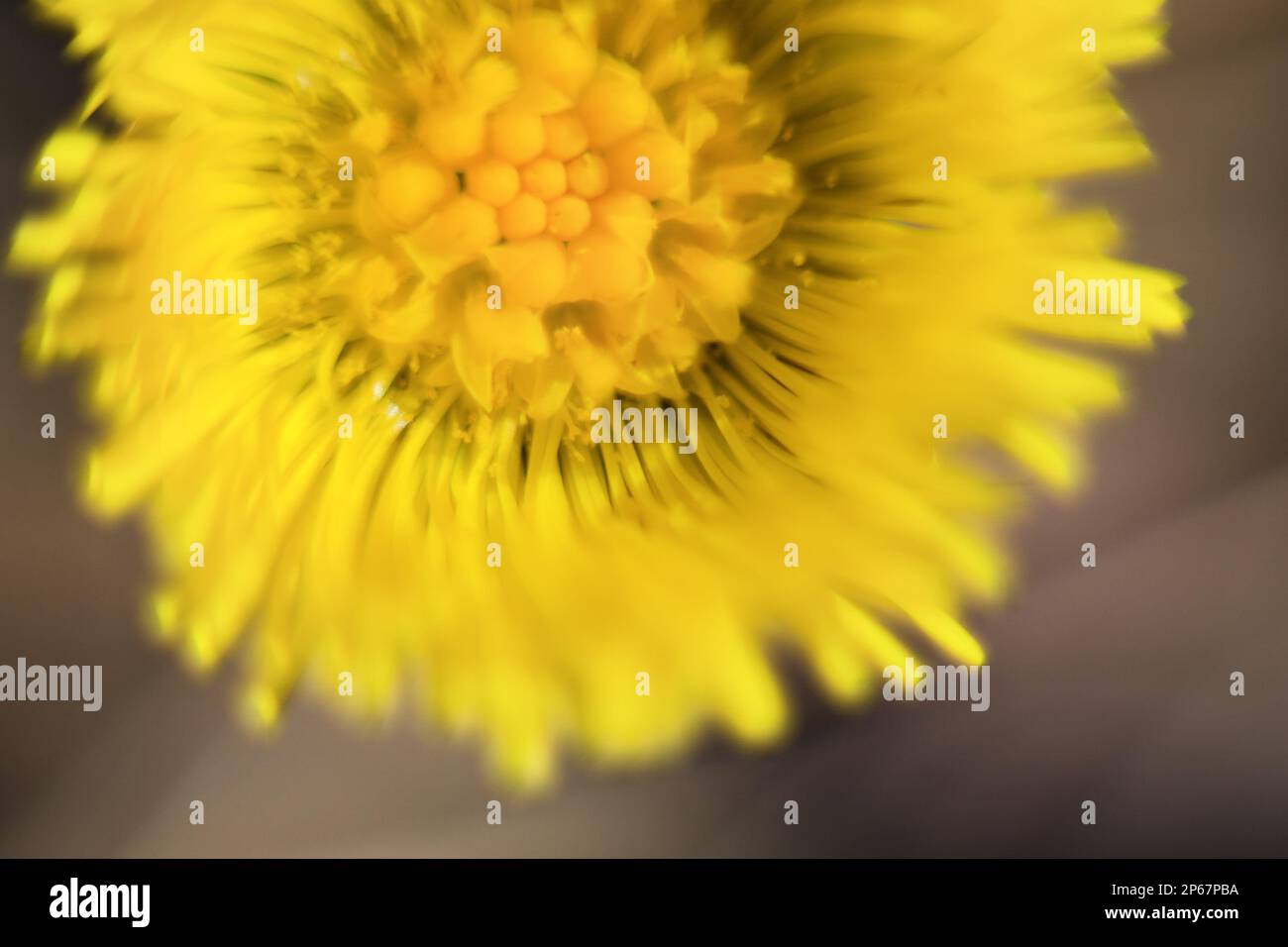 The yellow flower is made in technique of ultra-small depth of field ...